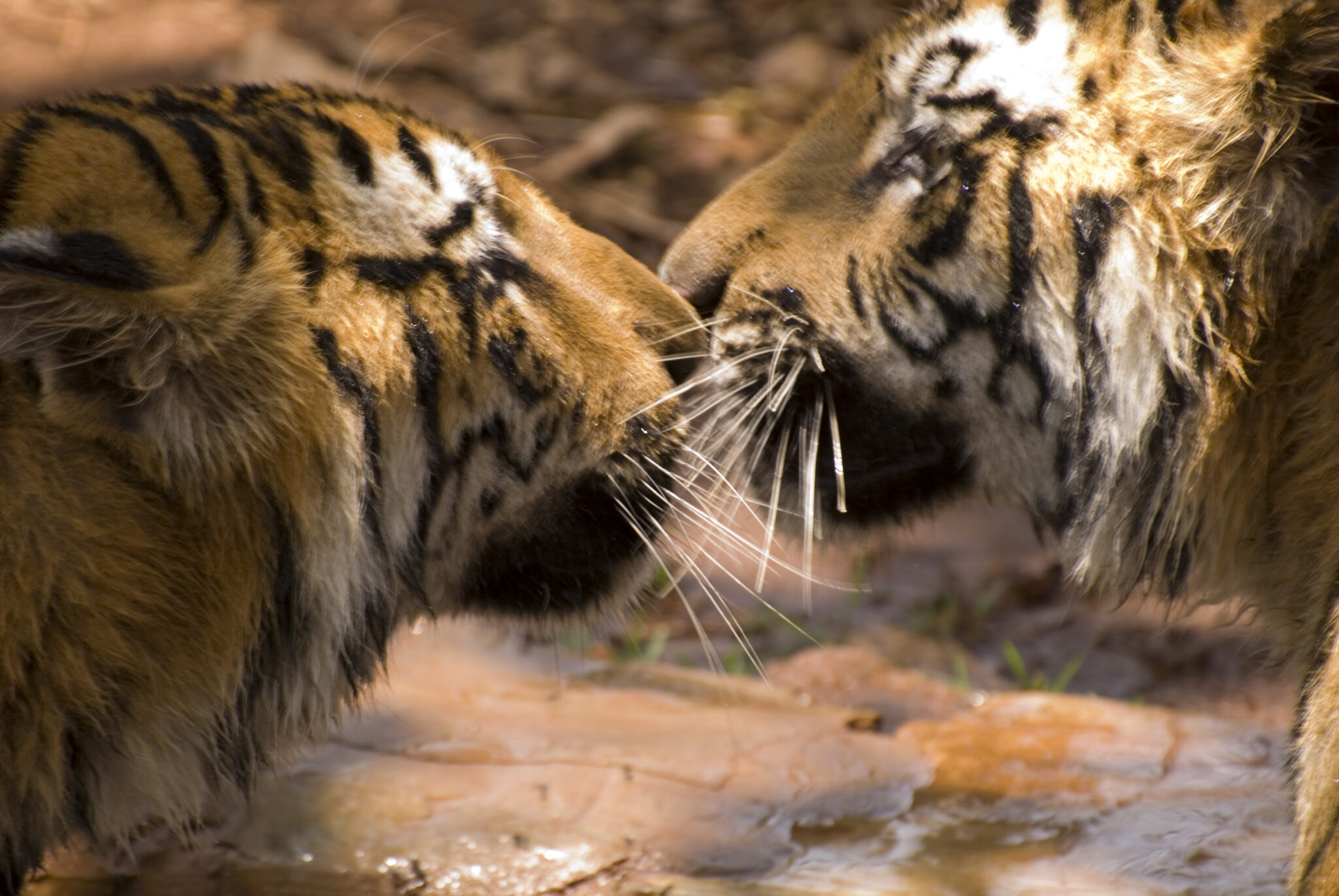 Rhino & Tiger Safaris in Chitwan: A 2026 Expedition Guide ...